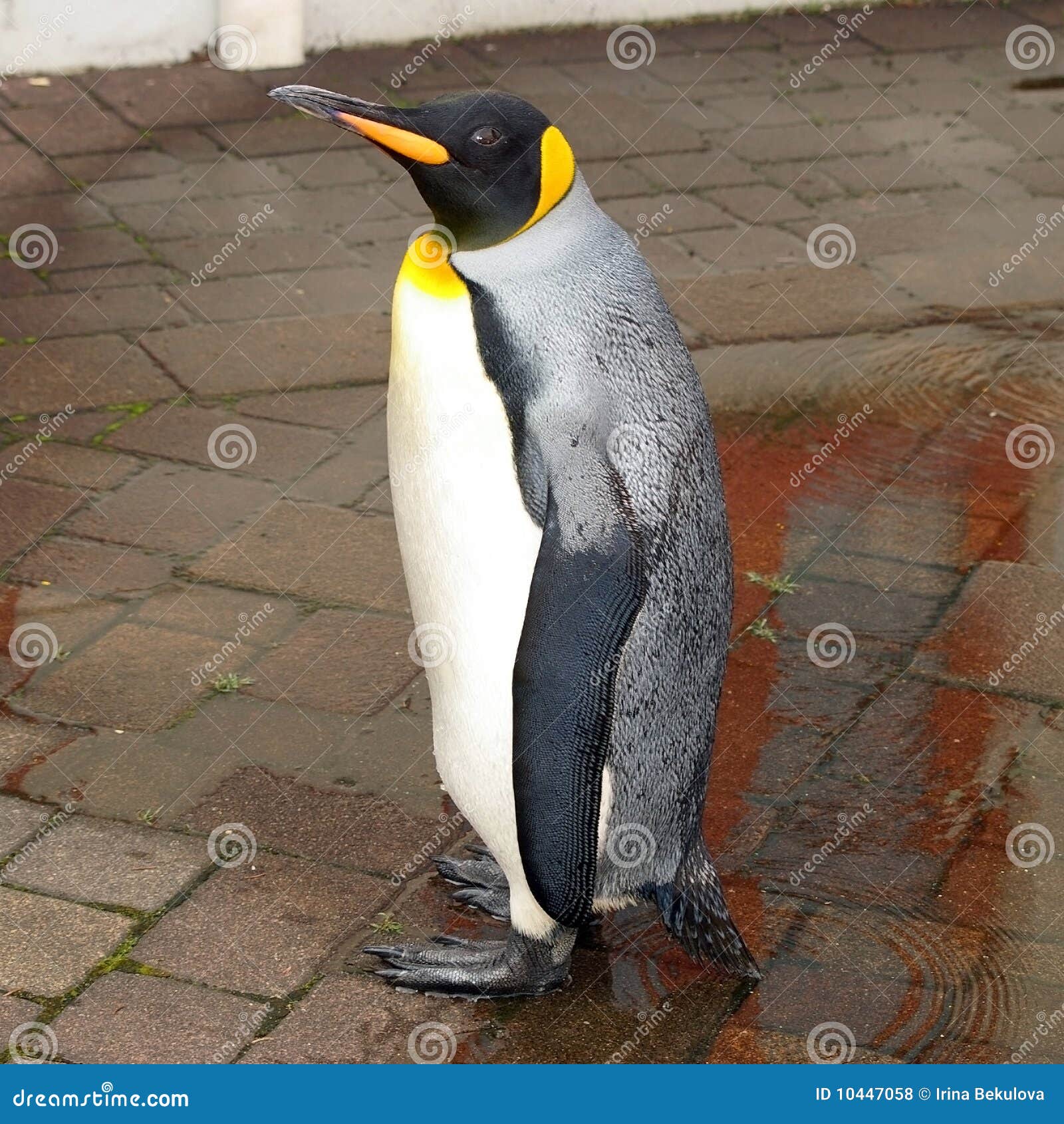 Penguin royalin stock photo. Image of gray, nature, aptenodytes - 10447058