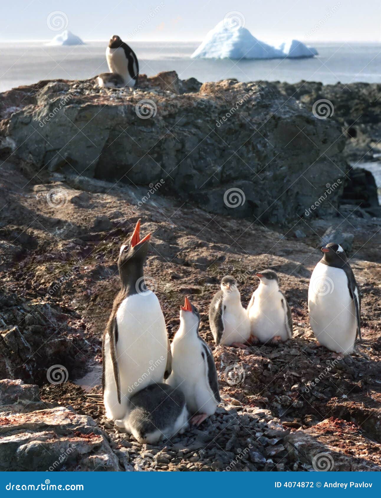 Penguin Singer Stock Photos - Free & Royalty-Free Stock Photos from ...