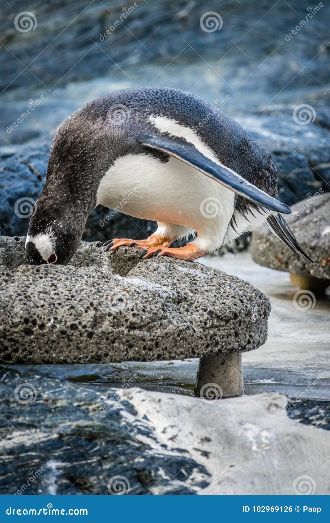 Penguin searching for food stock photo. Image of aquarium - 102969126