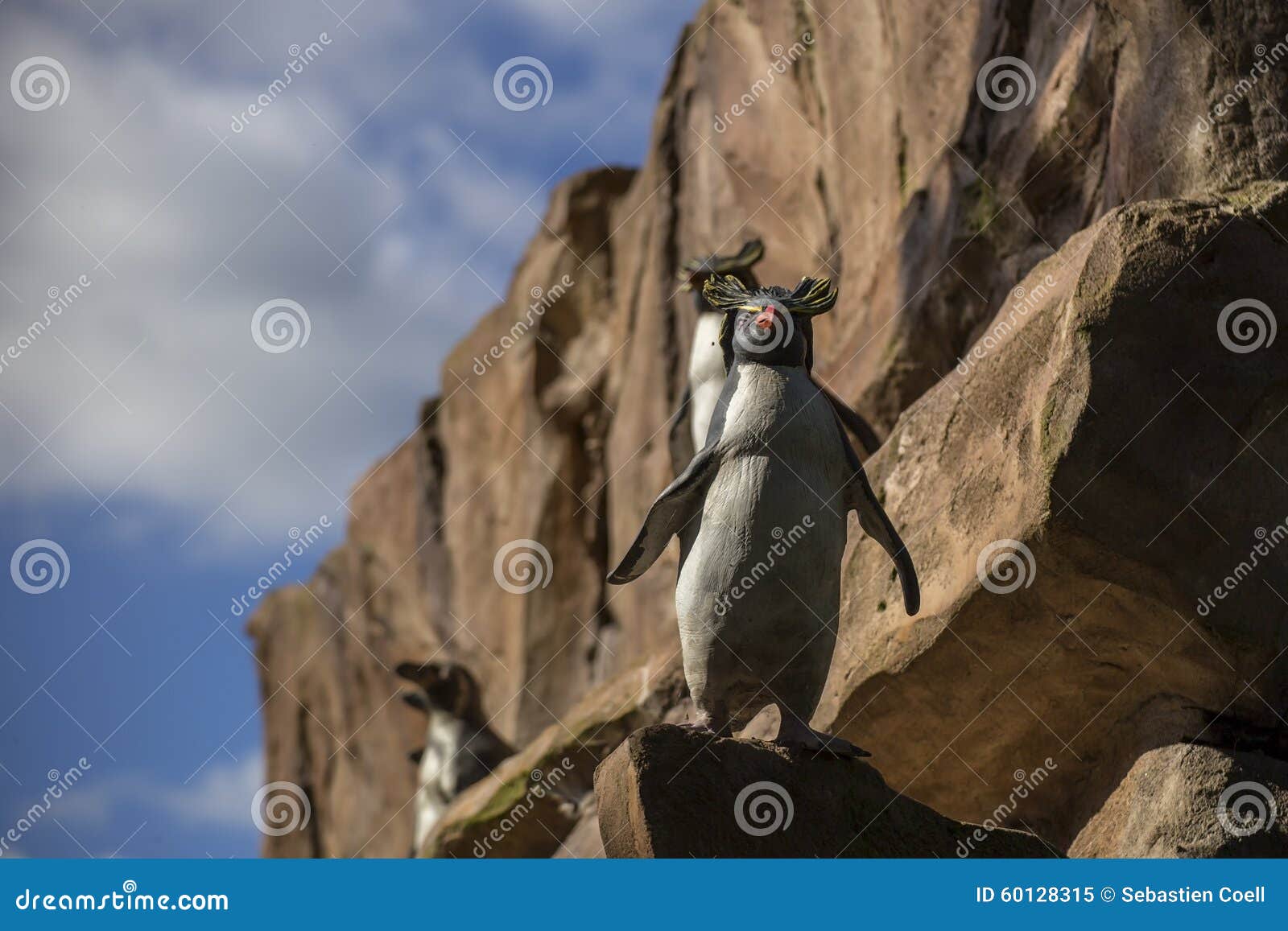 Penguin stock image. Image of nose, park, field, outside - 60128315