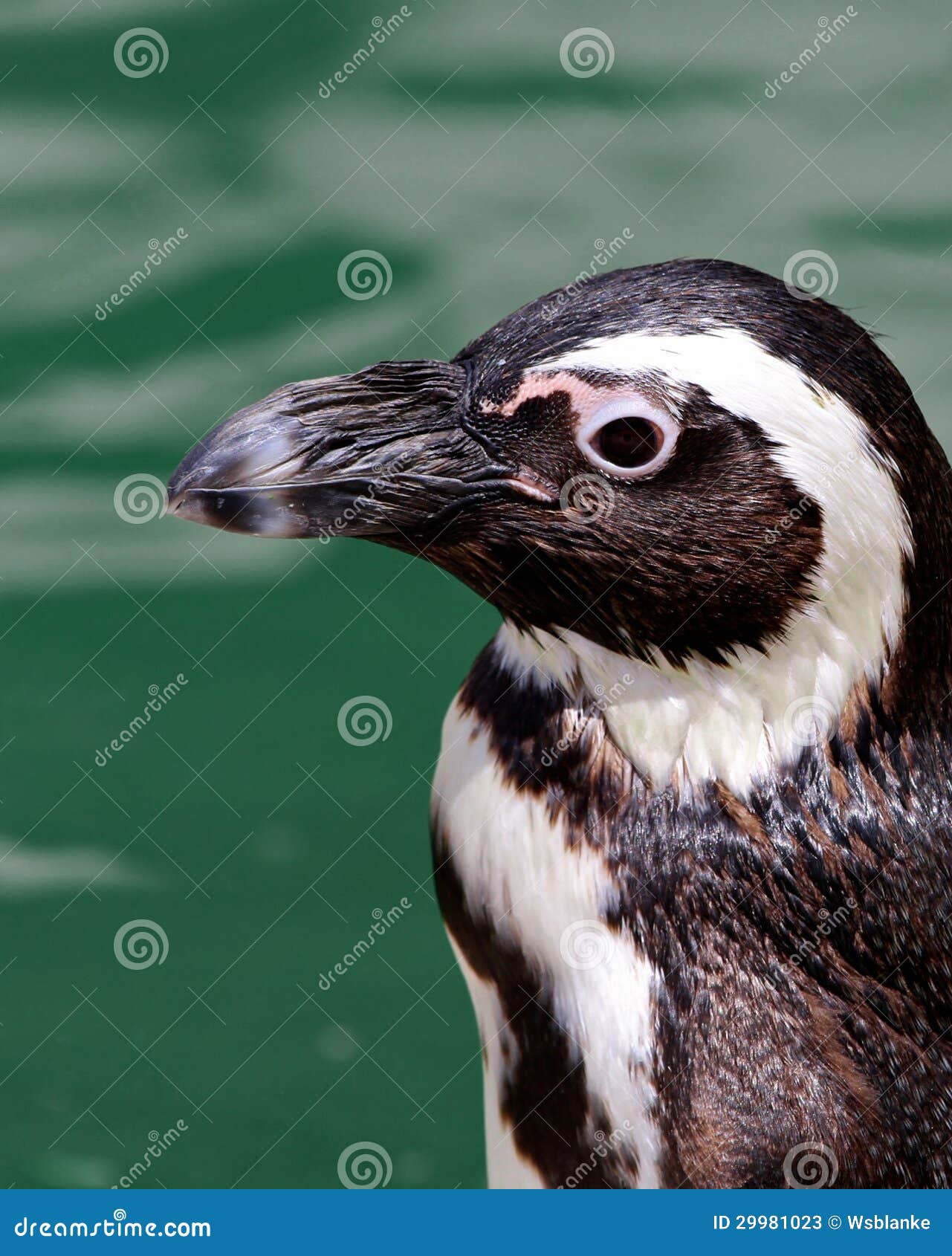 Penguin side profile stock image. Image of wildlife, black - 29981023