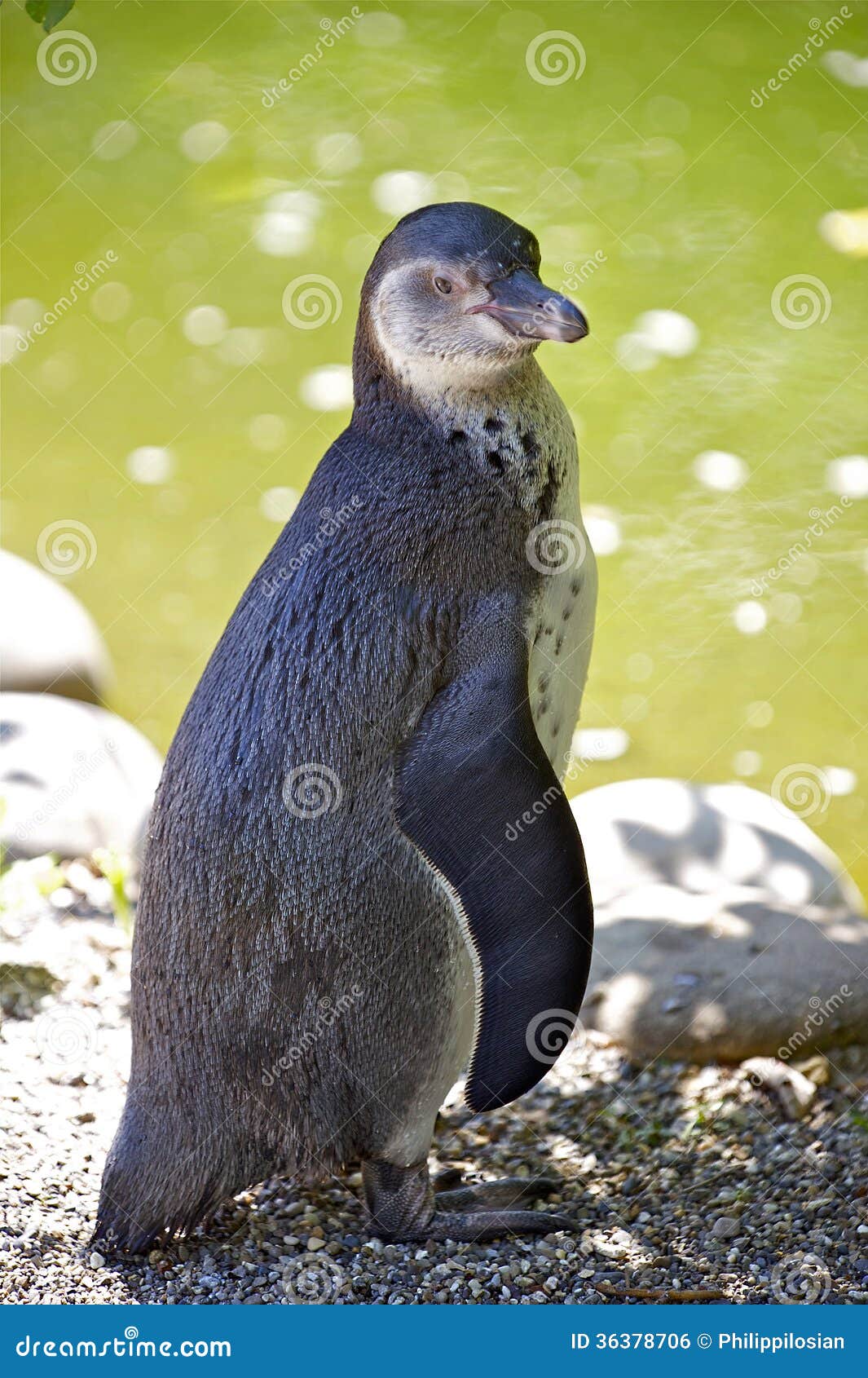 Penguin stock photo. Image of wings, swim, animal, bird - 36378706