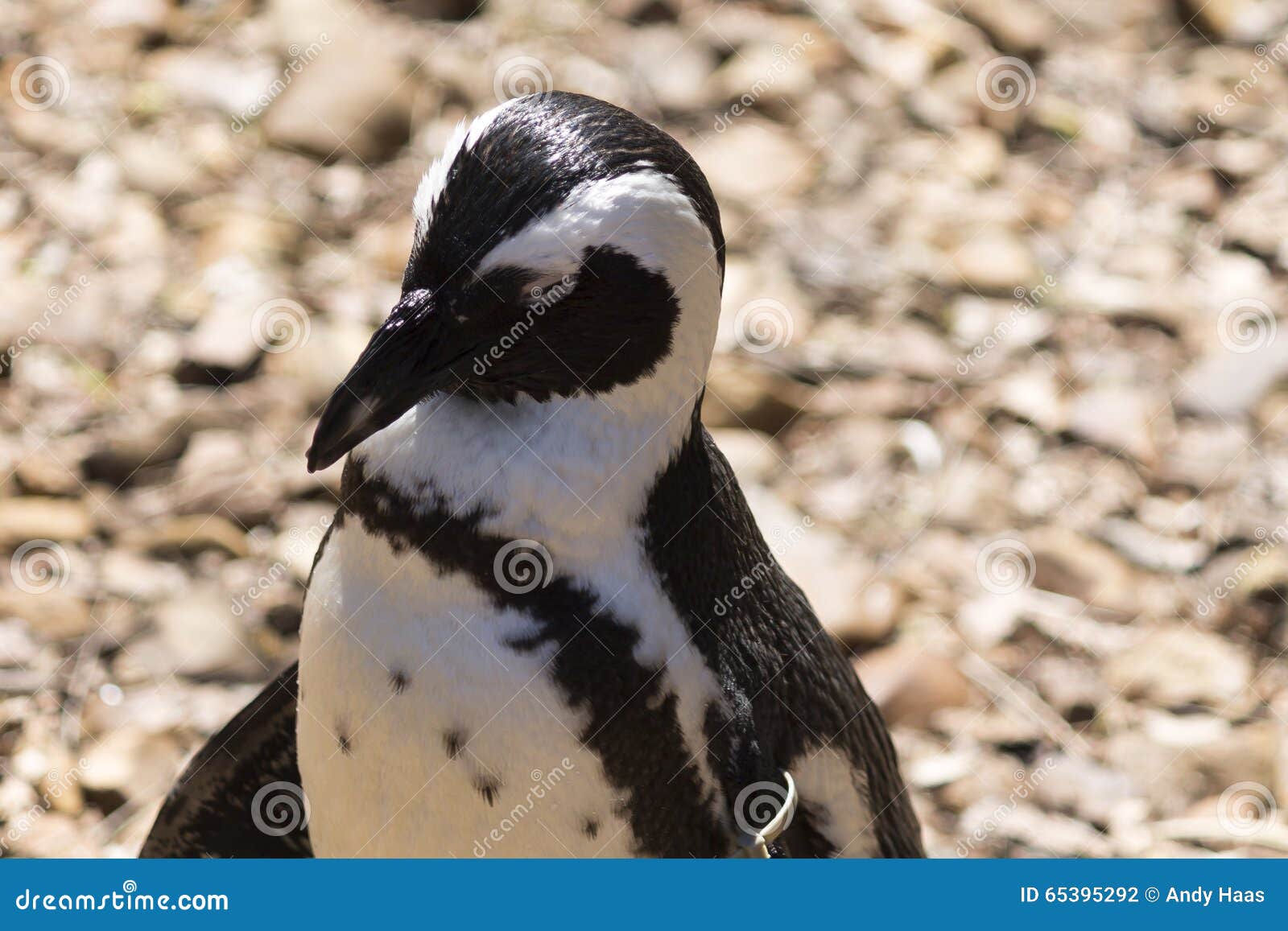 Penguin stock photo. Image of cute, outdoor, arctic, environment - 65395292