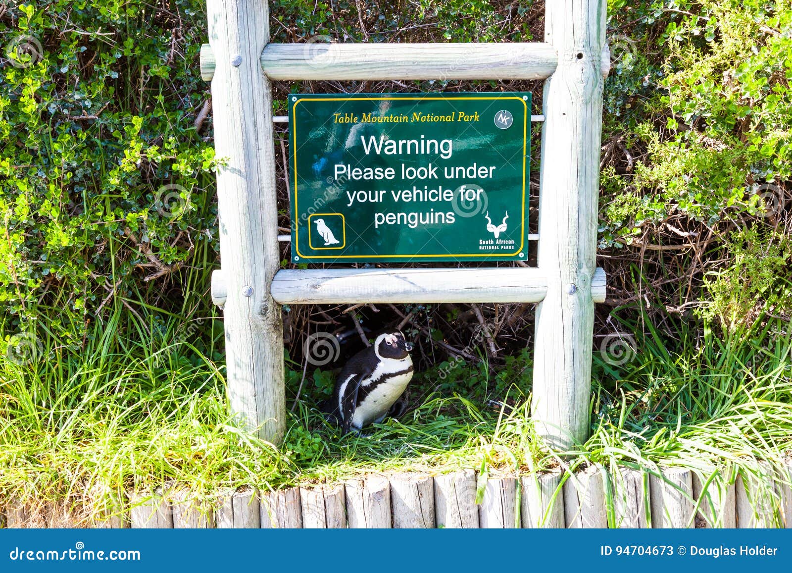 Penguin editorial stock photo. Image of sits, water, irony - 94704673