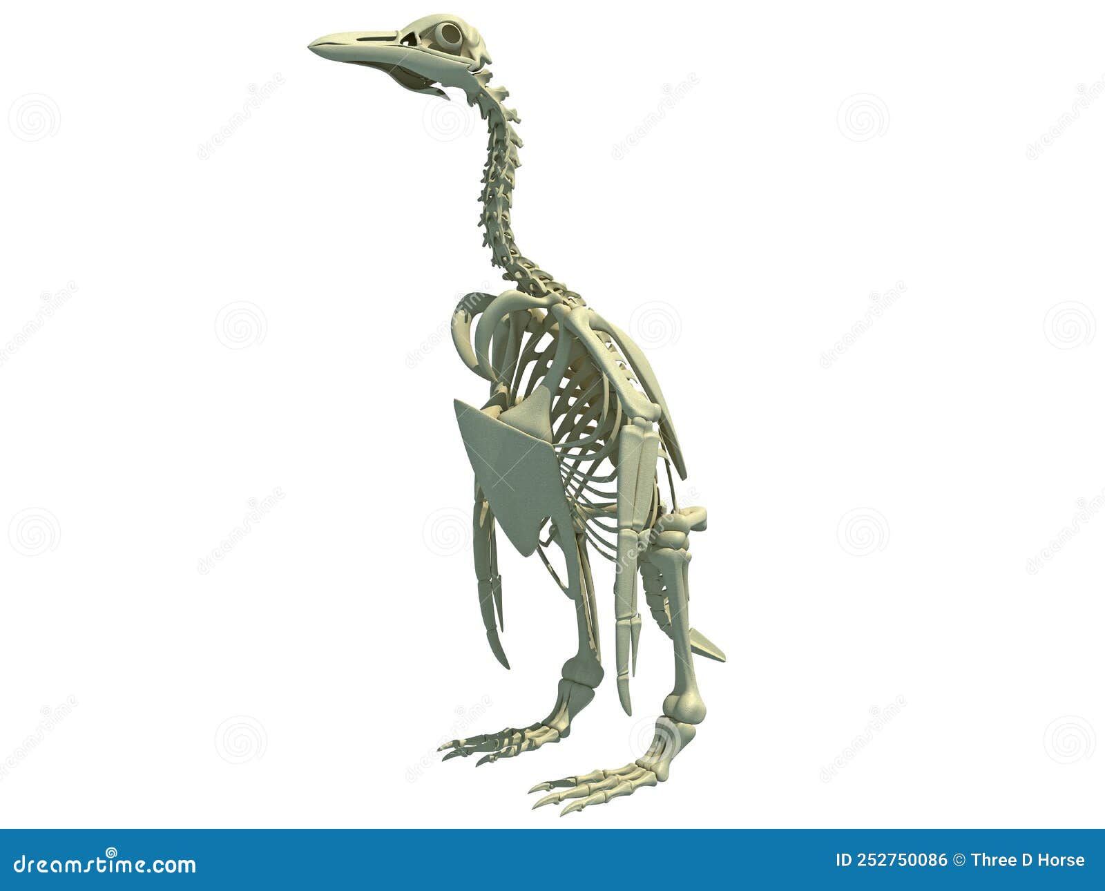 Penguin Skeleton 3D Rendering Stock Illustration - Illustration of ...