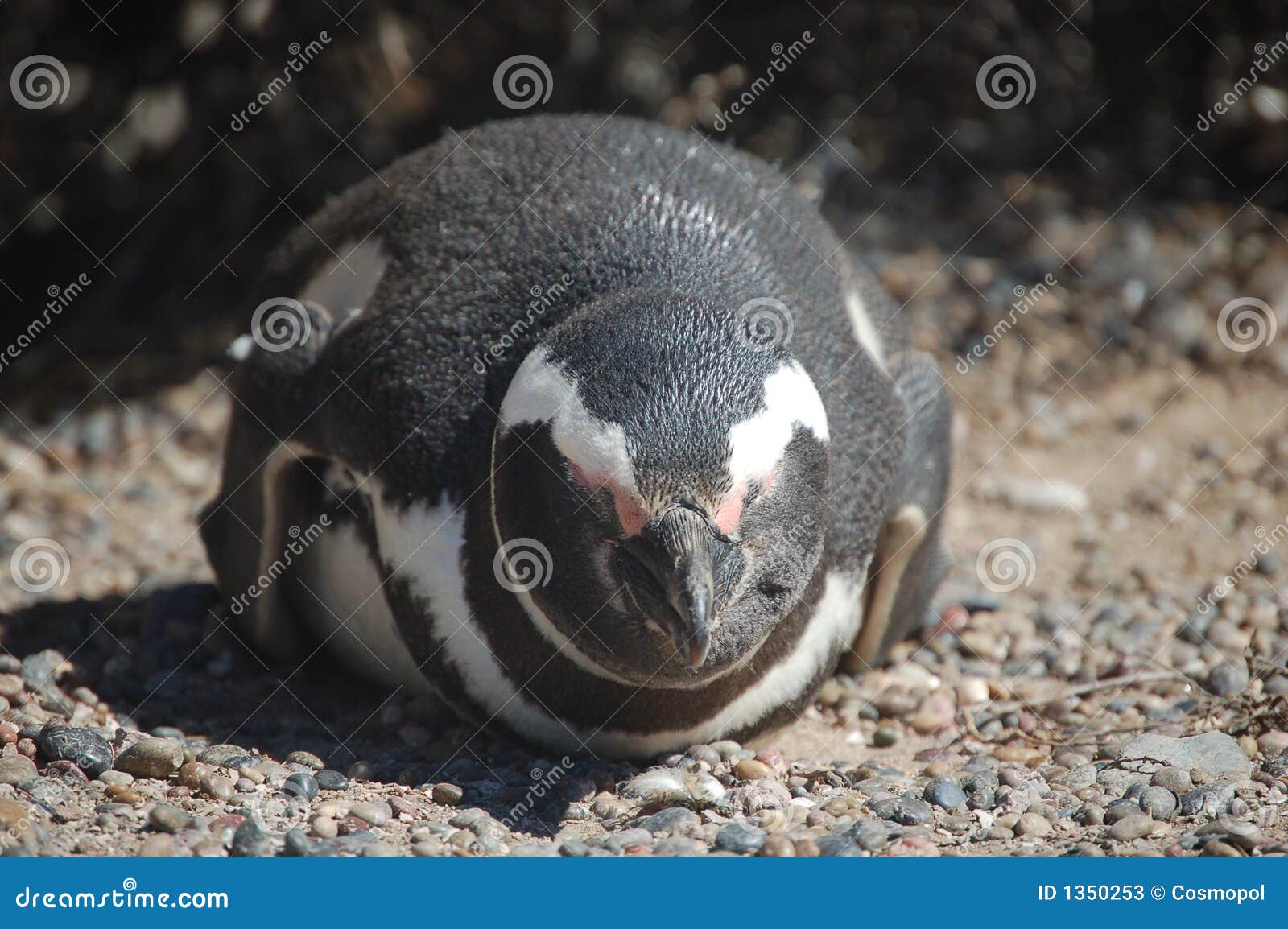 Penguin sleeping stock image. Image of life, tombo, bird - 1350253