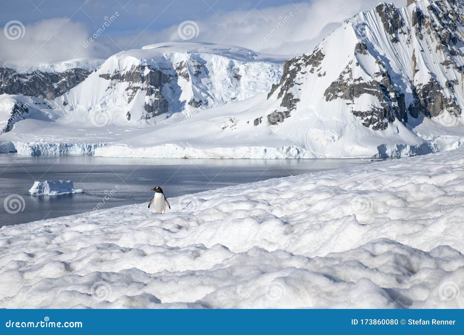 Penguin snow stock photo. Image of cold, colony, altitude - 173860080