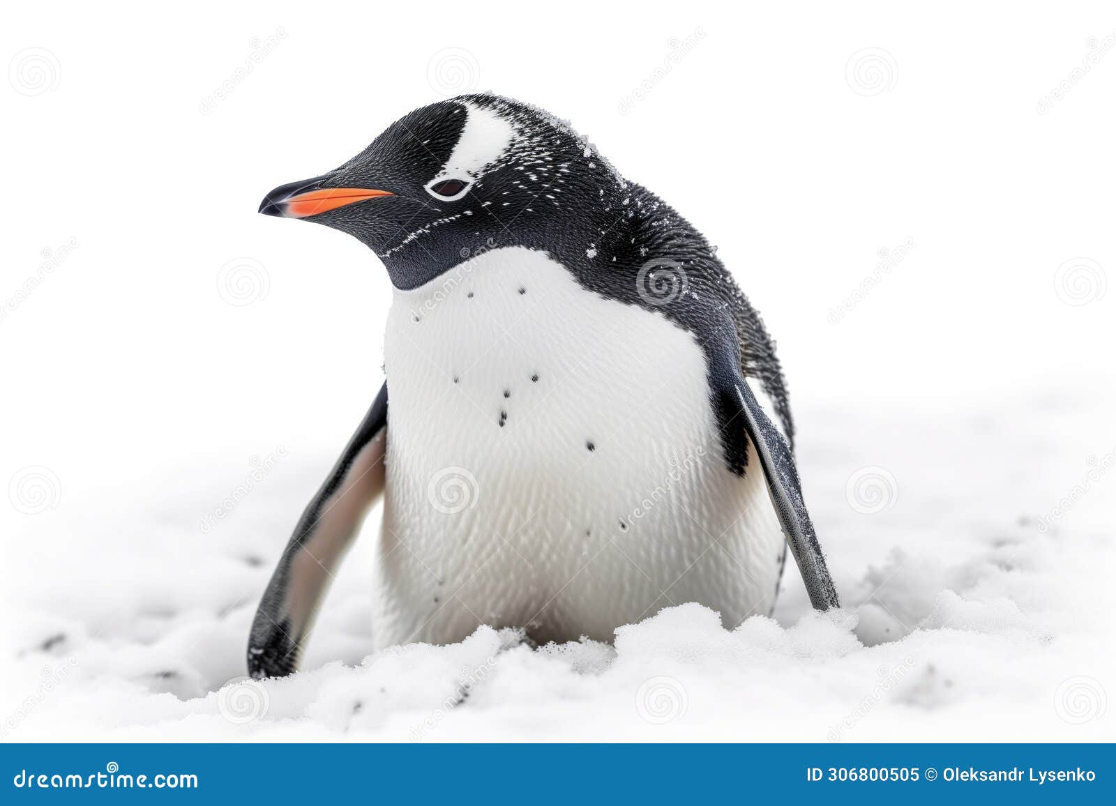 Penguin in the snow stock illustration. Illustration of chick - 306800505