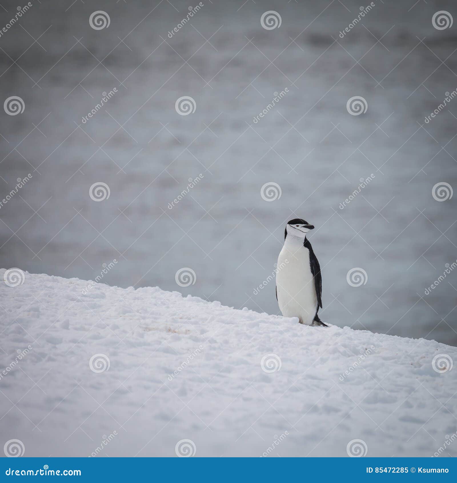 Penguin on snow stock image. Image of frozen, wildlife - 85472285