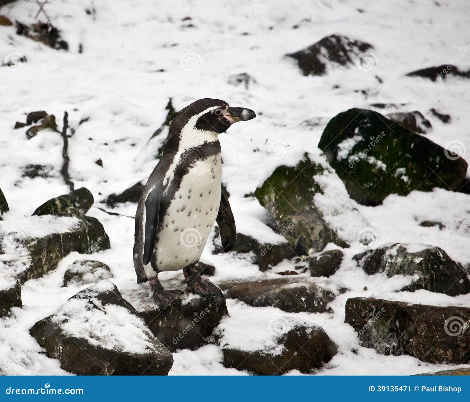 Penguin in the snow stock image. Image of rocks, bird - 39135471