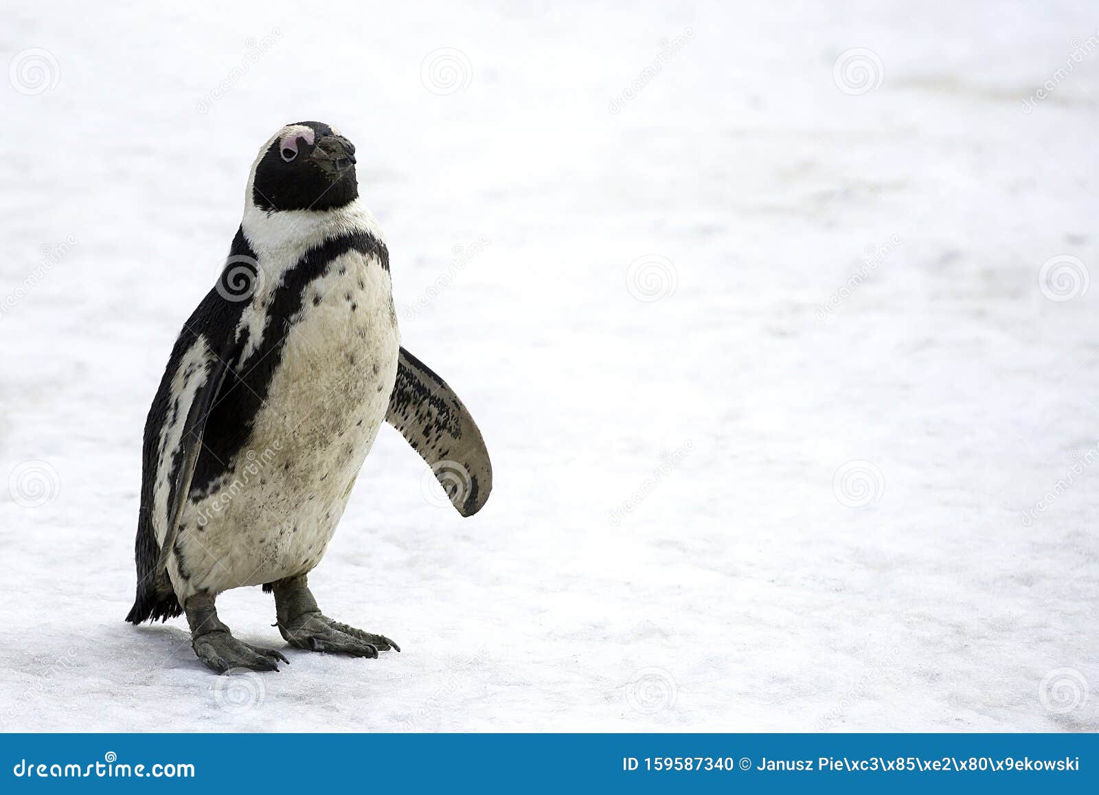 Penguin on the Snow in Winter Stock Photo - Image of animal, bird ...