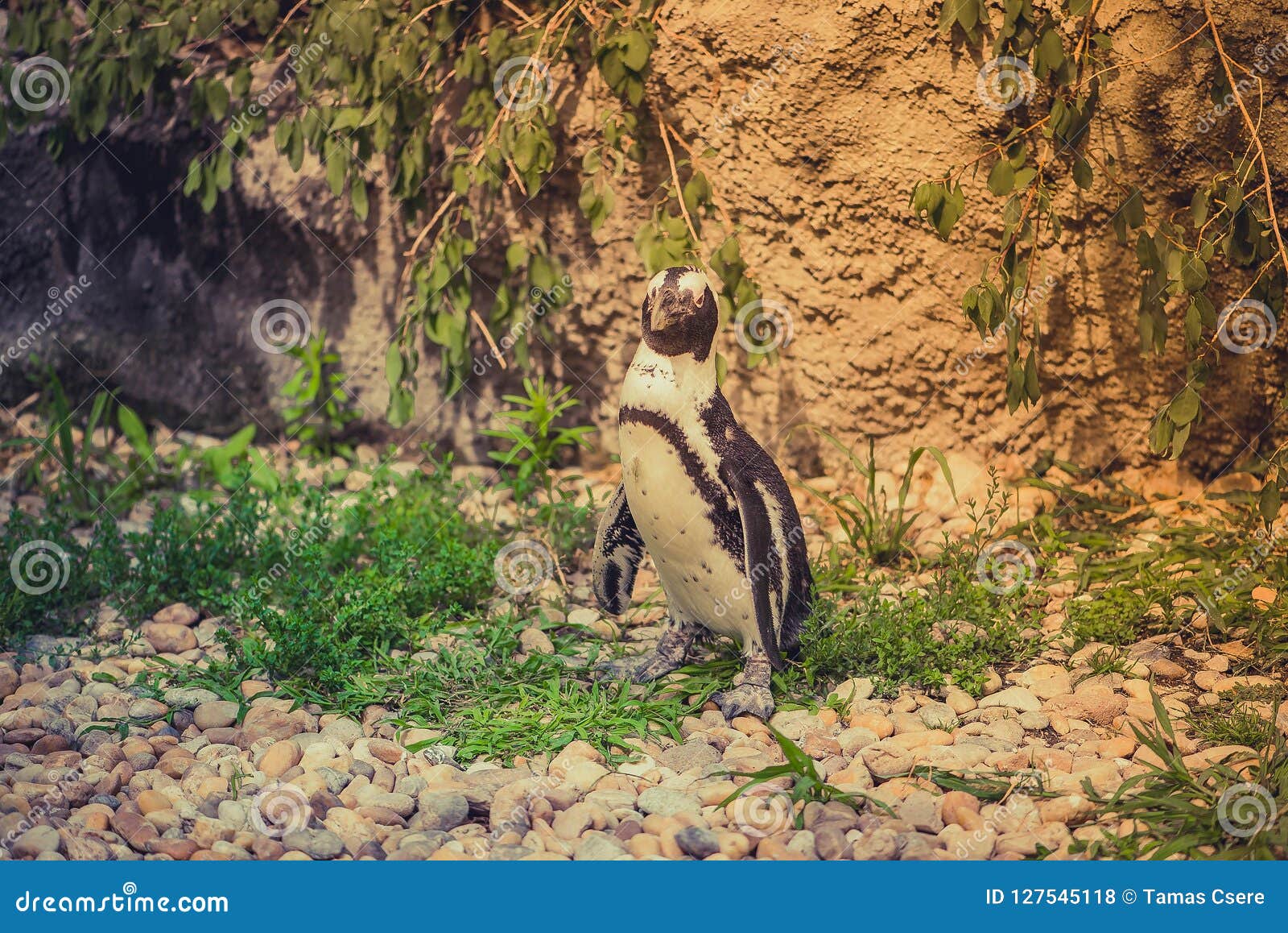 Penguin Stand on the Gorund a Zoo Stock Photo - Image of antarctic ...