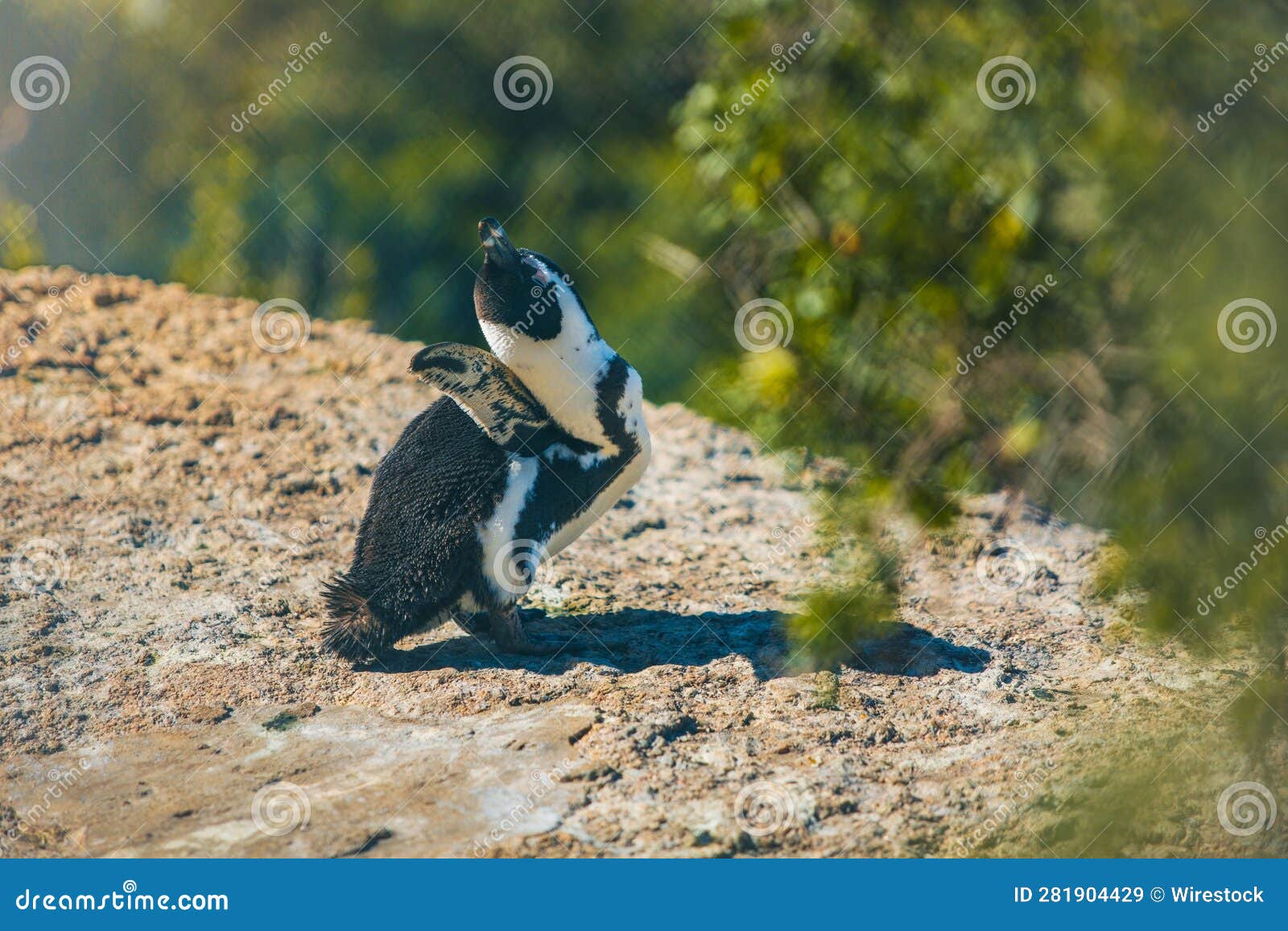 Penguin Standing on a Dirt Path Surrounded by Lush Green Trees in the ...
