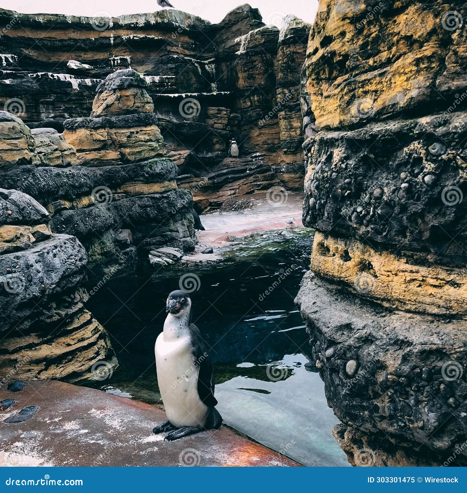 Waddle Pool At A Luxury Beach Resort Stock Photo | CartoonDealer.com ...