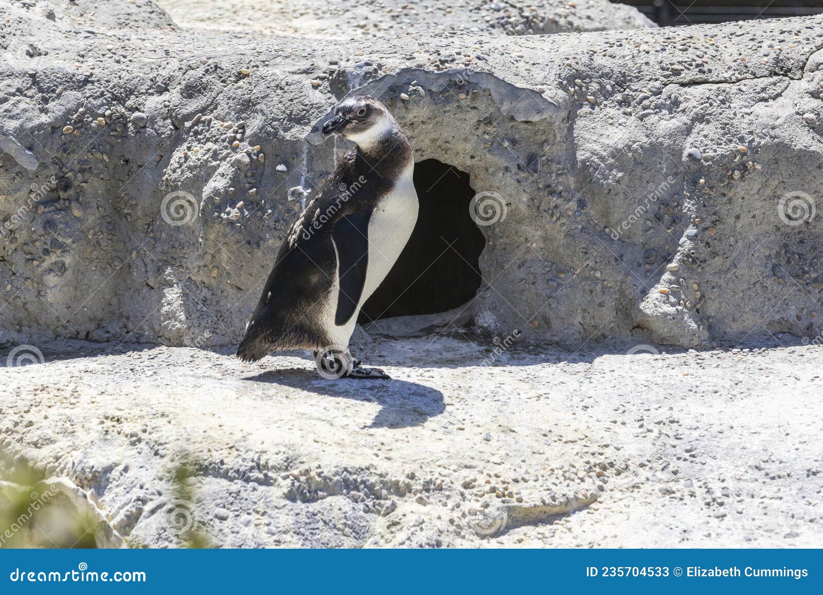 Penguin Standing Just Outside Its Burrow Watching the Scenery Stock ...