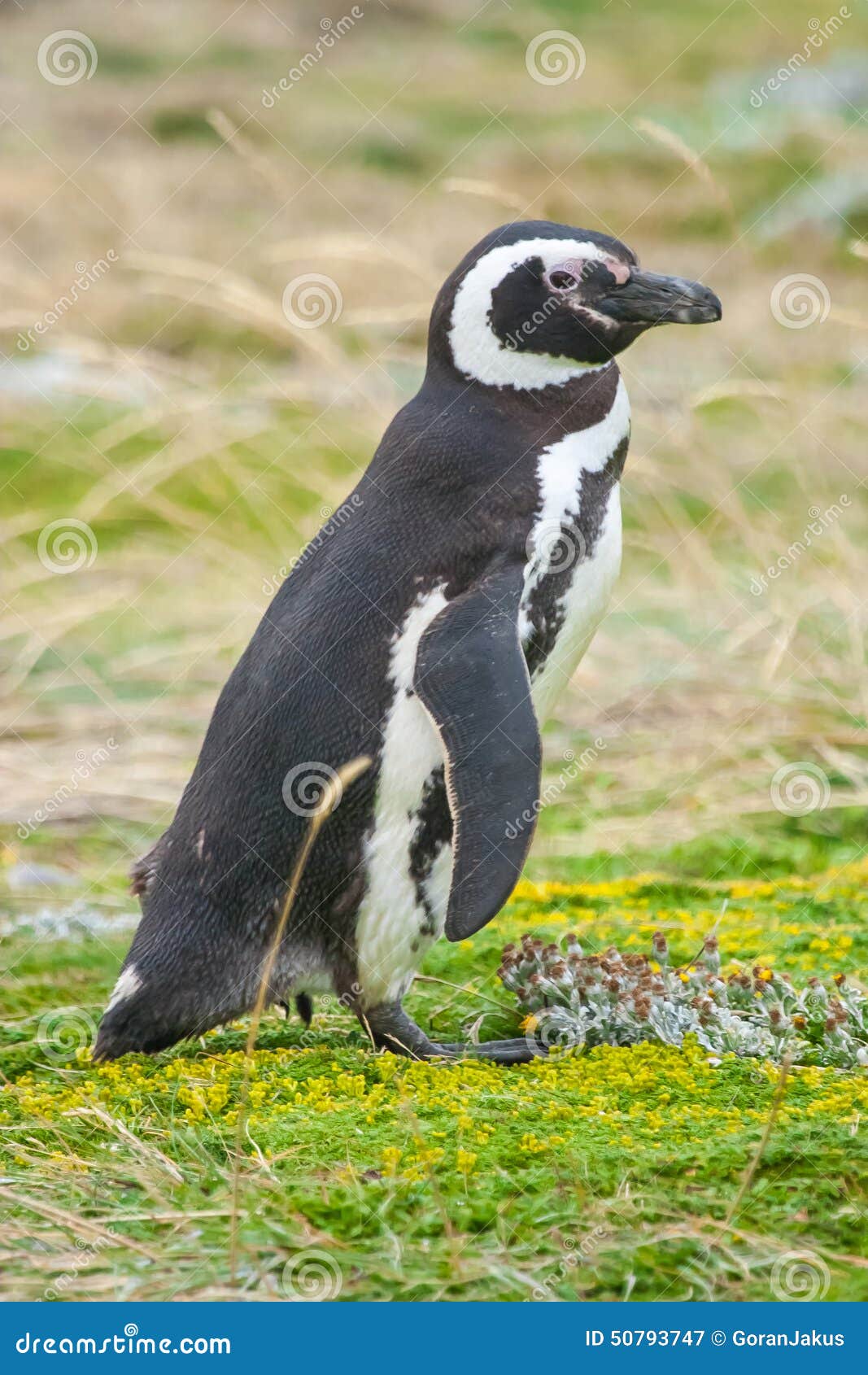 Penguin standing on meadow stock image. Image of outdoors - 50793747
