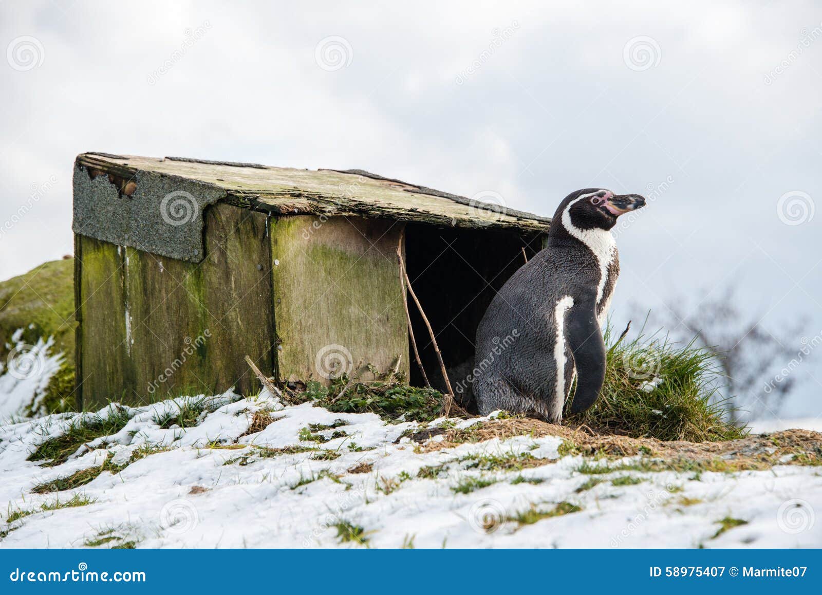 Penguin standing stock image. Image of blue, england - 58975407