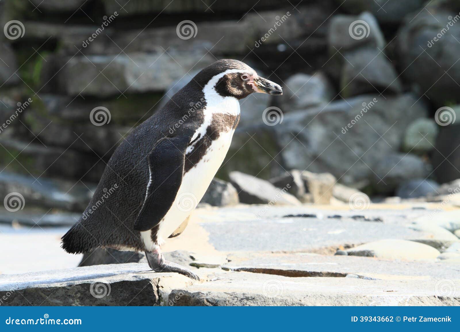 Penguin stock photo. Image of standing, bird, stone, rocks - 39343662