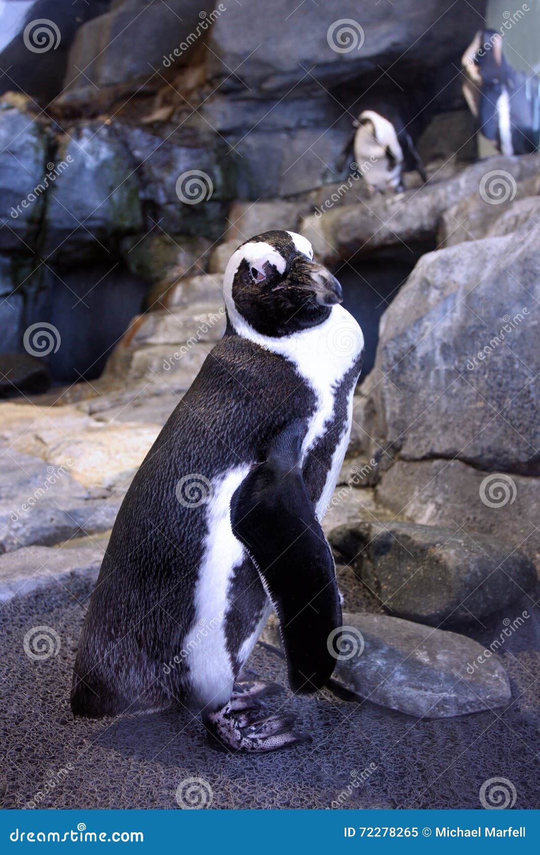 Penguin Stare stock image. Image of nature, landscape - 72278265