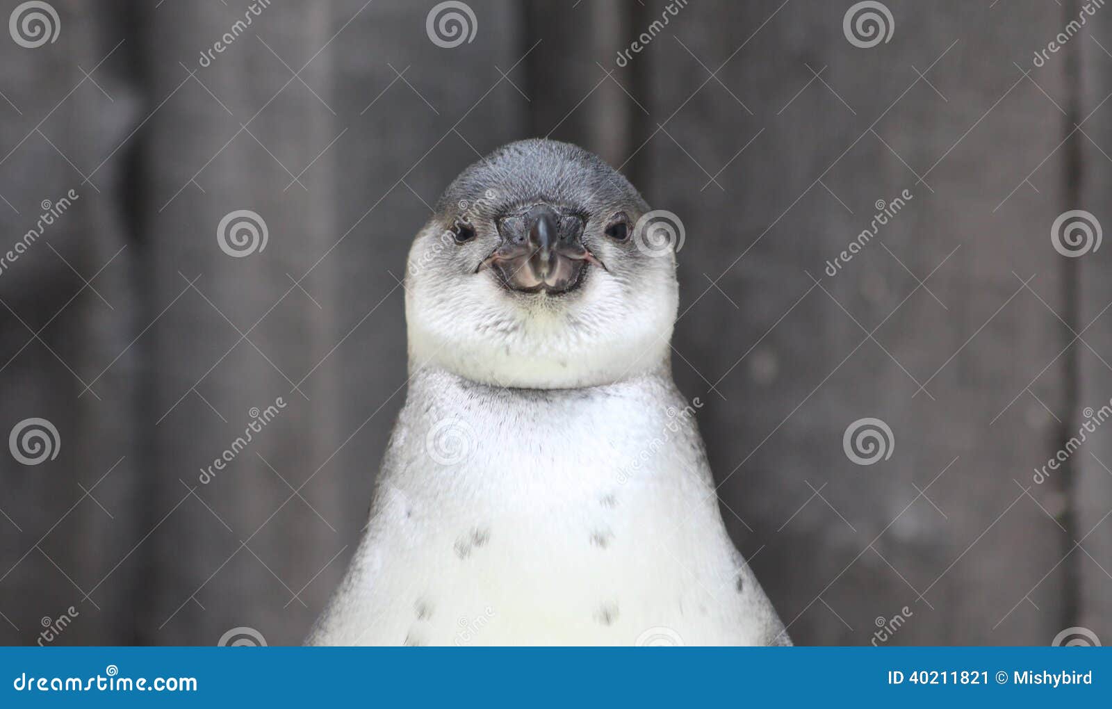 A Penguin stock image. Image of wings, hemisphere, underwater - 40211821