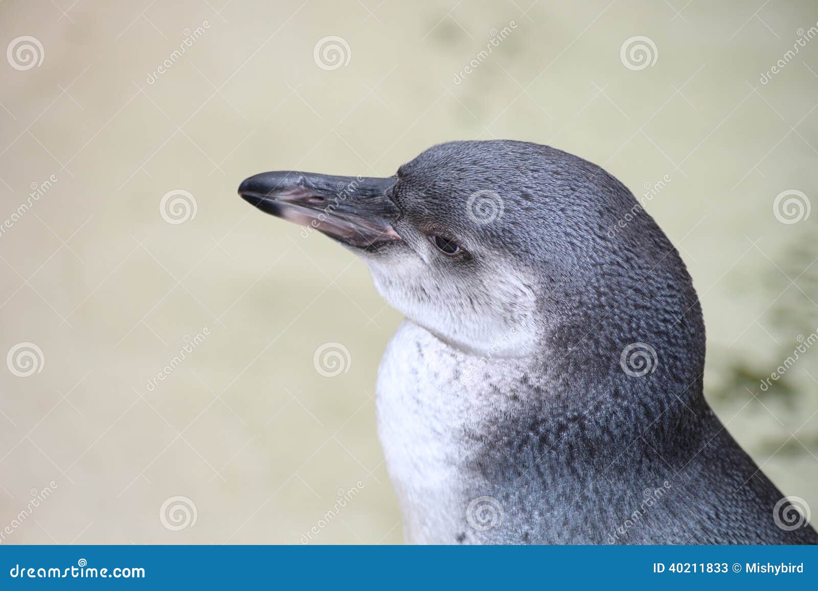 A Penguin stock image. Image of pool, black, suit, swim - 40211833
