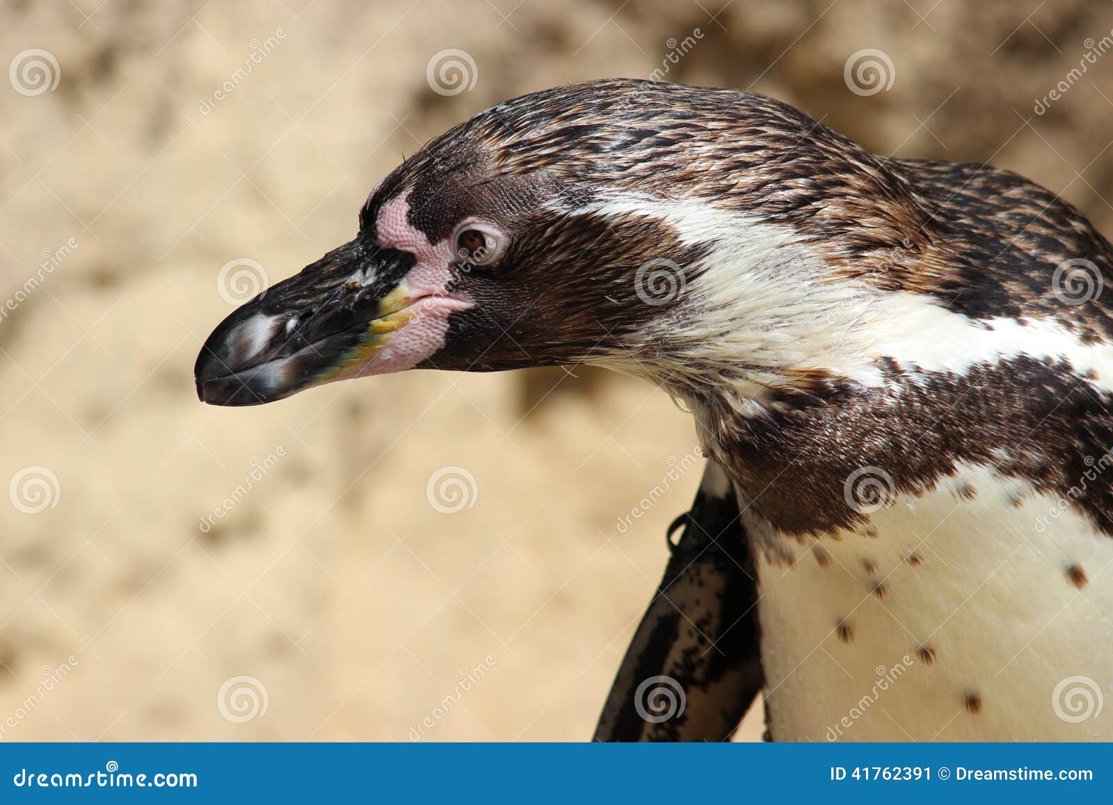 Penguin Staring stock image. Image of stare, pose, feathers - 41762391