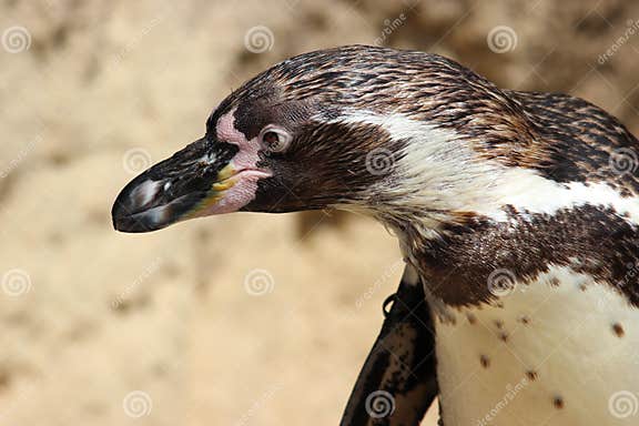 Penguin Staring stock image. Image of stare, pose, feathers - 41762391