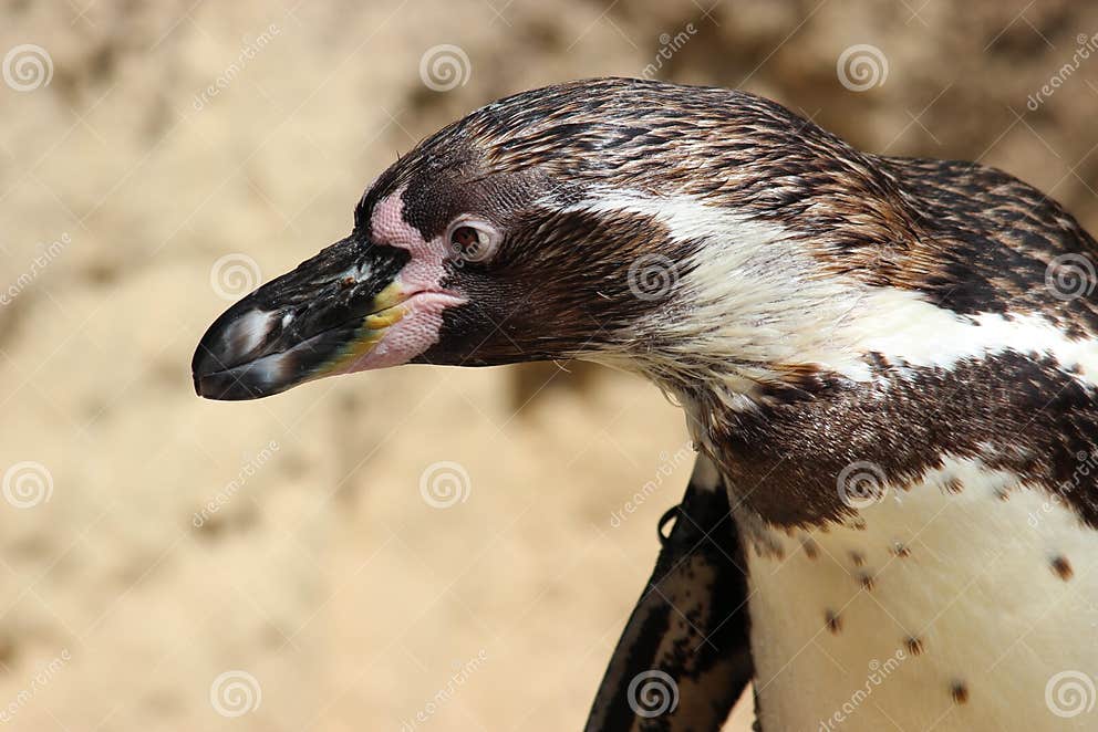 Penguin Staring stock image. Image of stare, pose, feathers - 41762391
