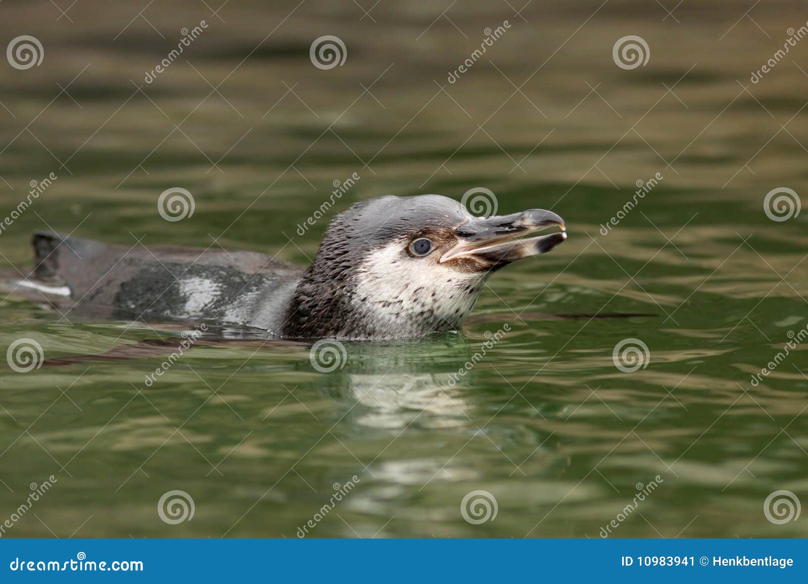 Penguin swimming stock image. Image of feather, water - 10983941