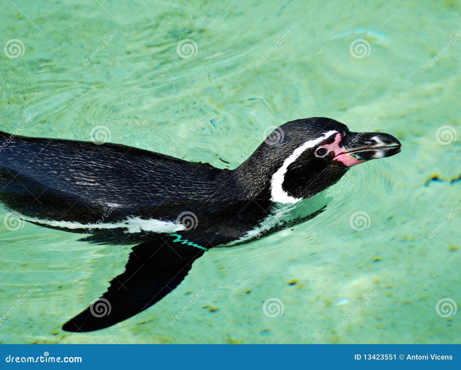 Penguin swimming stock image. Image of green, swimm, penguin - 13423551