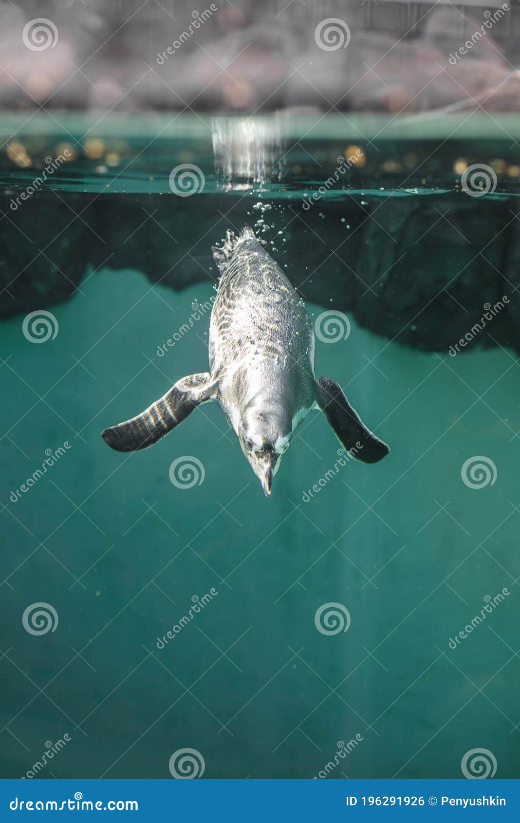 Penguin Swimming in the Aquarium Stock Photo - Image of blue, nature ...