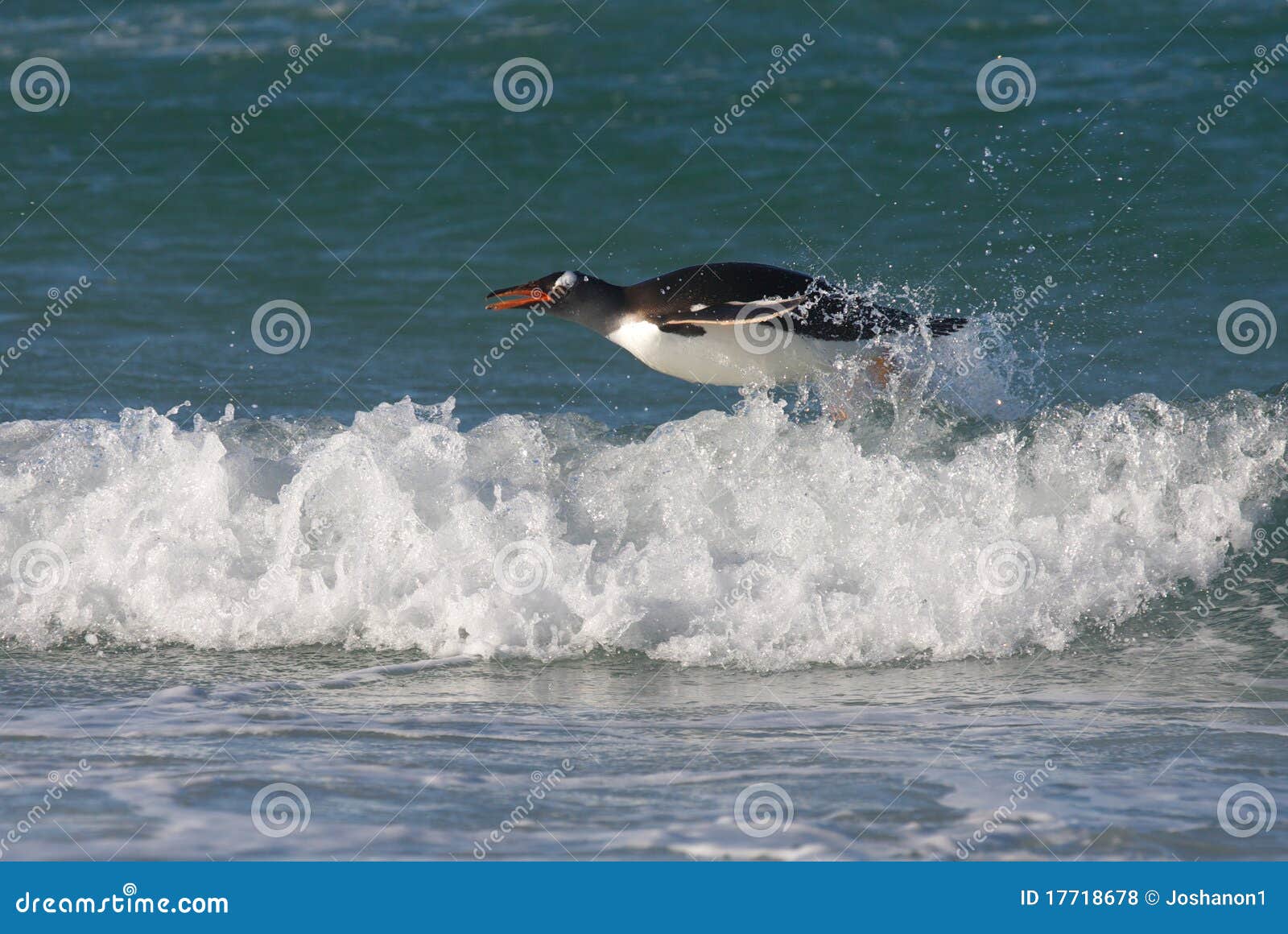 Penguin Swimming in the Ocean Stock Photo - Image of outdoors, nature ...
