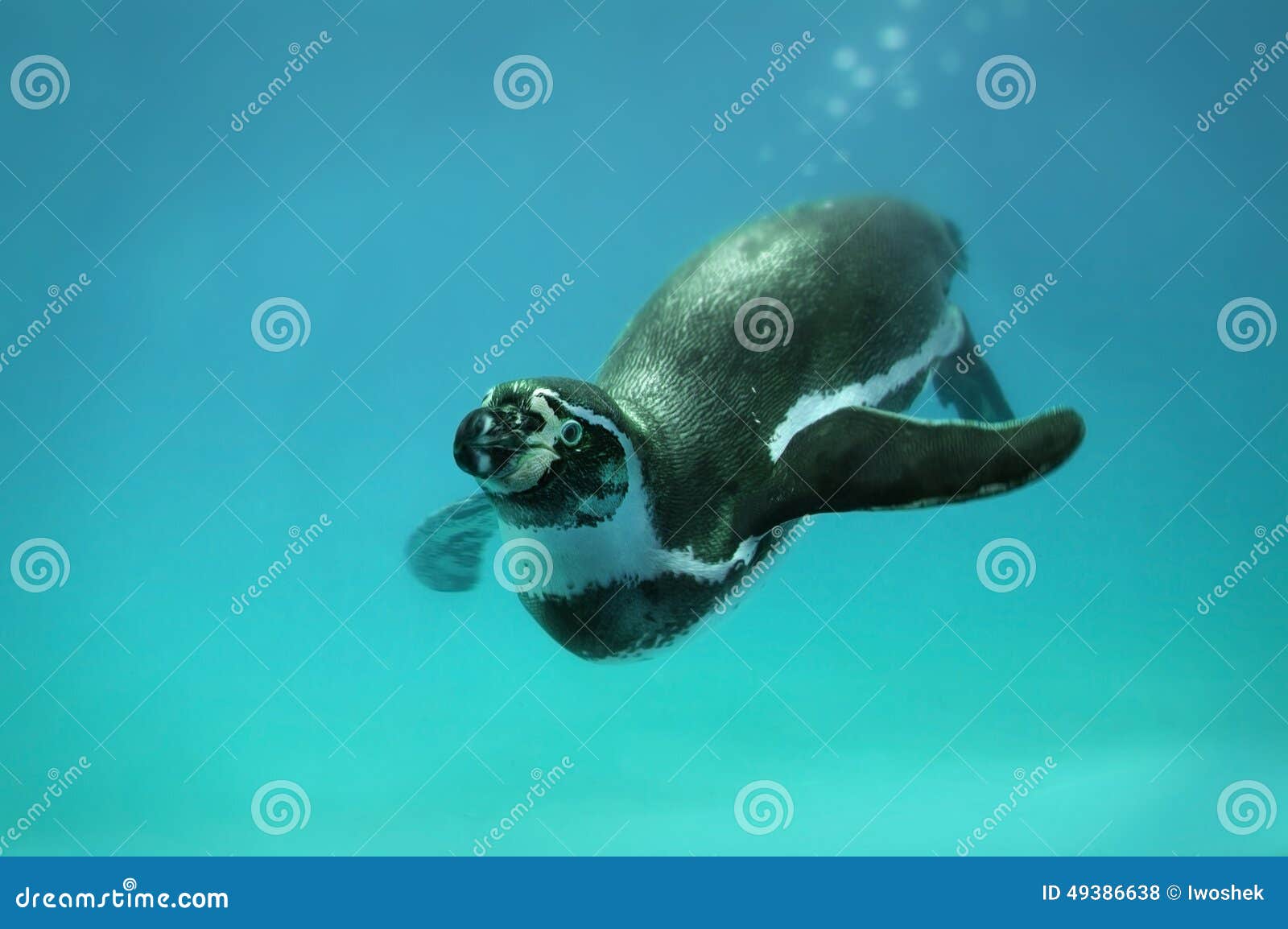 Penguin stock photo. Image of water, aqua, humboldt, underwater - 49386638