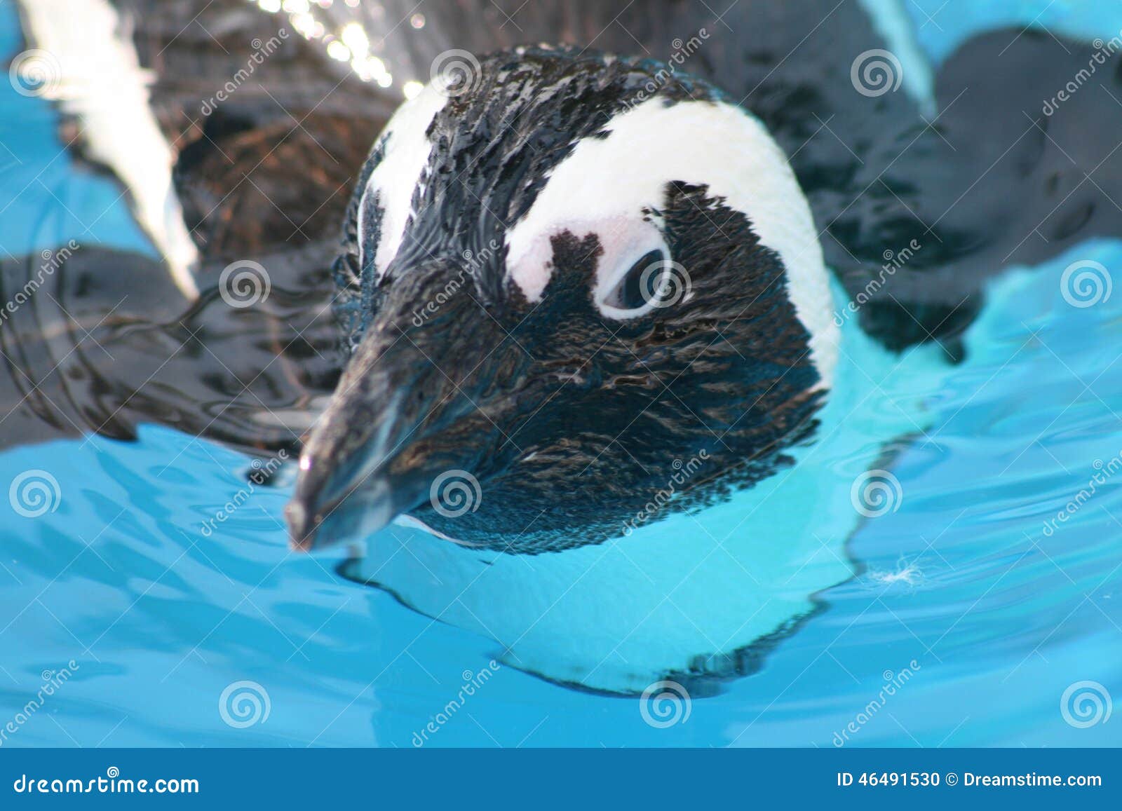Penguin stock photo. Image of pool, penguin, white, destin - 46491530