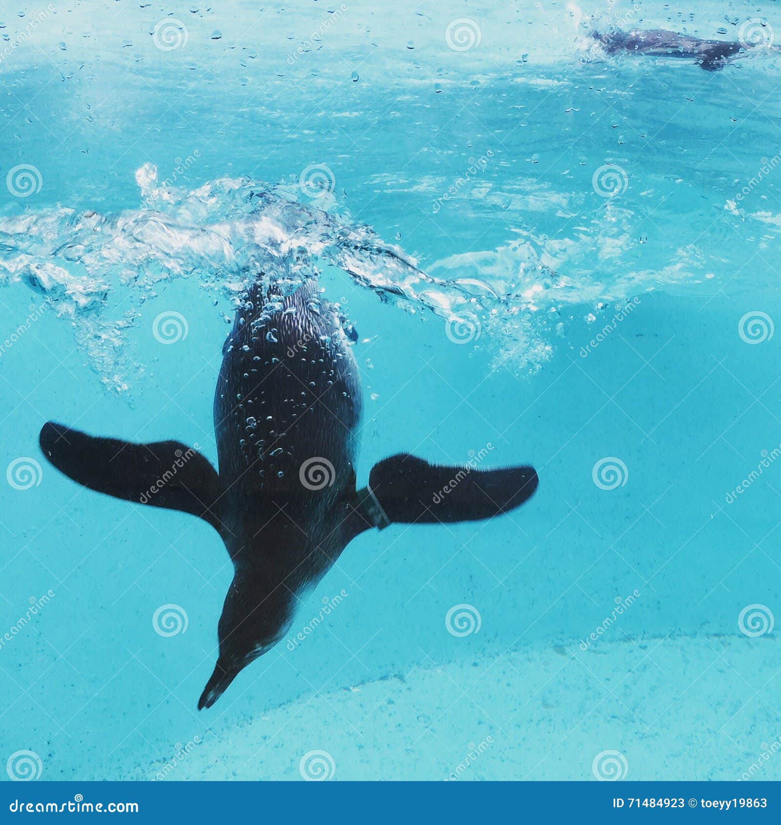 Penguin is swimming stock image. Image of diving, blue - 71484923