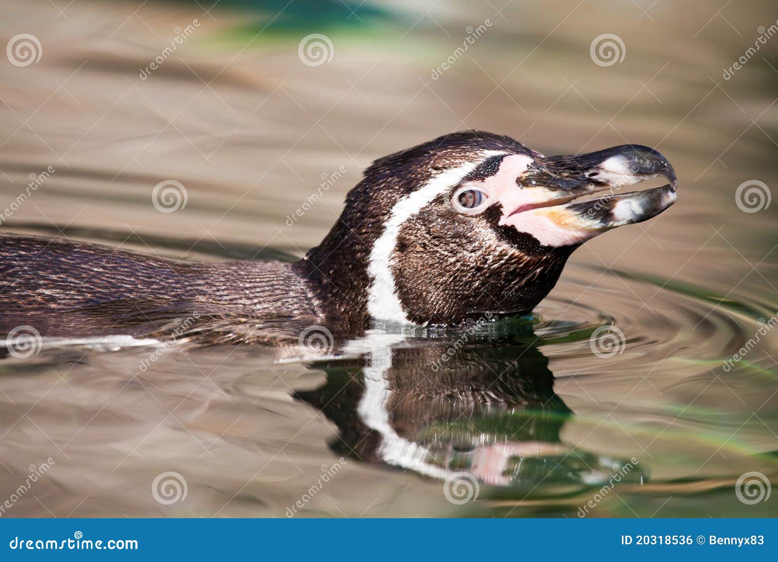 Penguin swimming in water stock photo. Image of sphenisciformes - 20318536