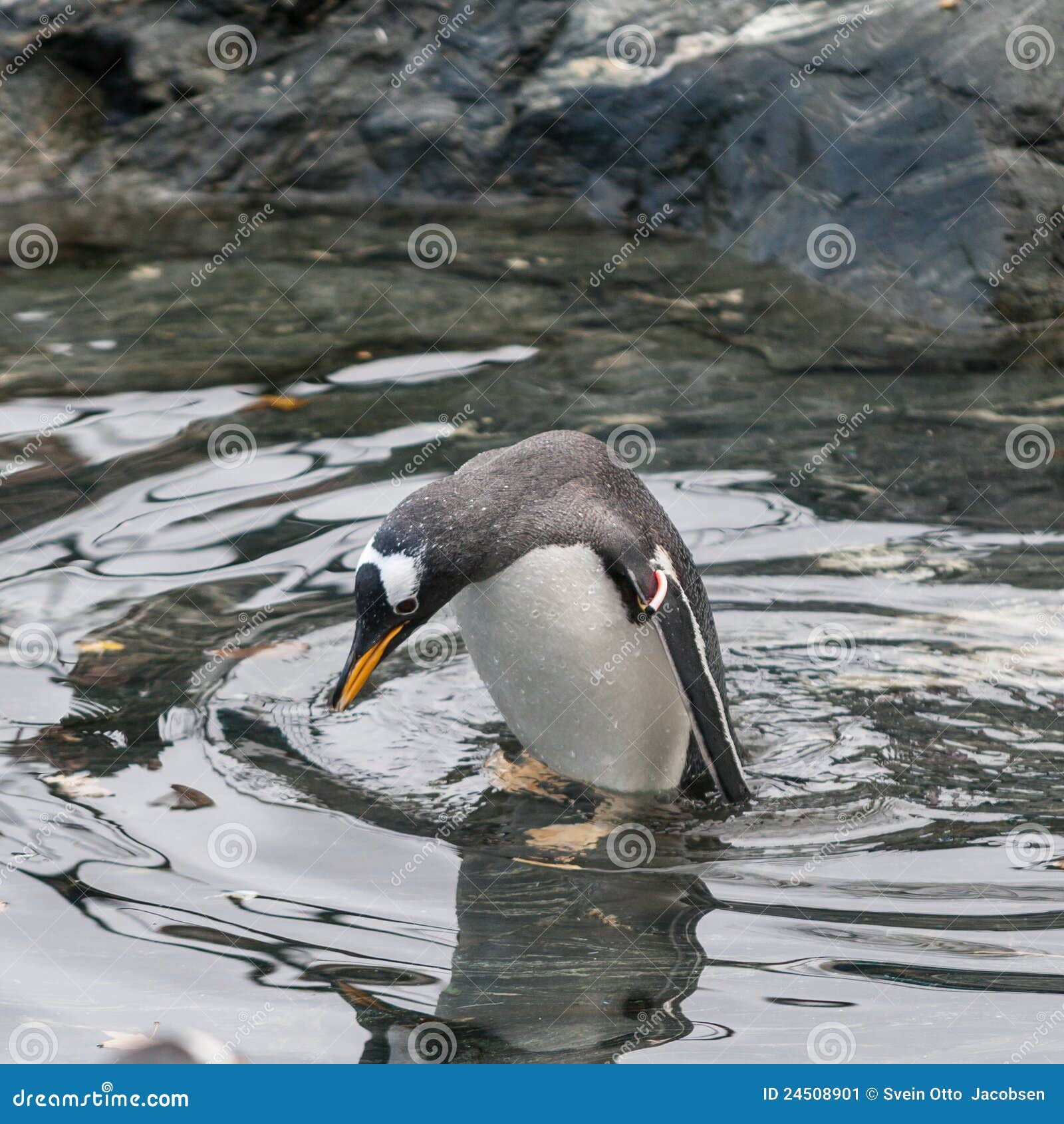 Penguin taking a bath stock image. Image of orange, penguin - 24508901