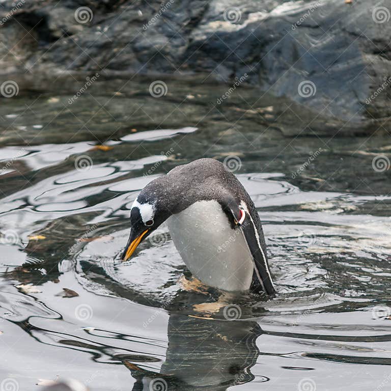 Penguin taking a bath stock image. Image of orange, penguin - 24508901