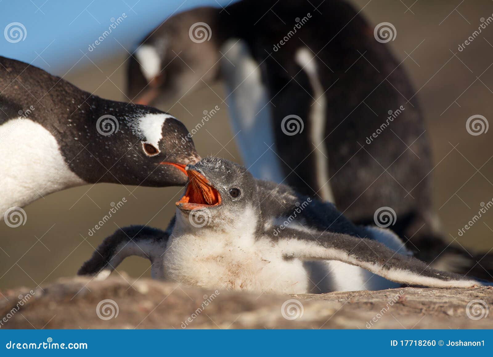 Penguin Taking Care of Its Young Stock Photo - Image of focus, falkland ...
