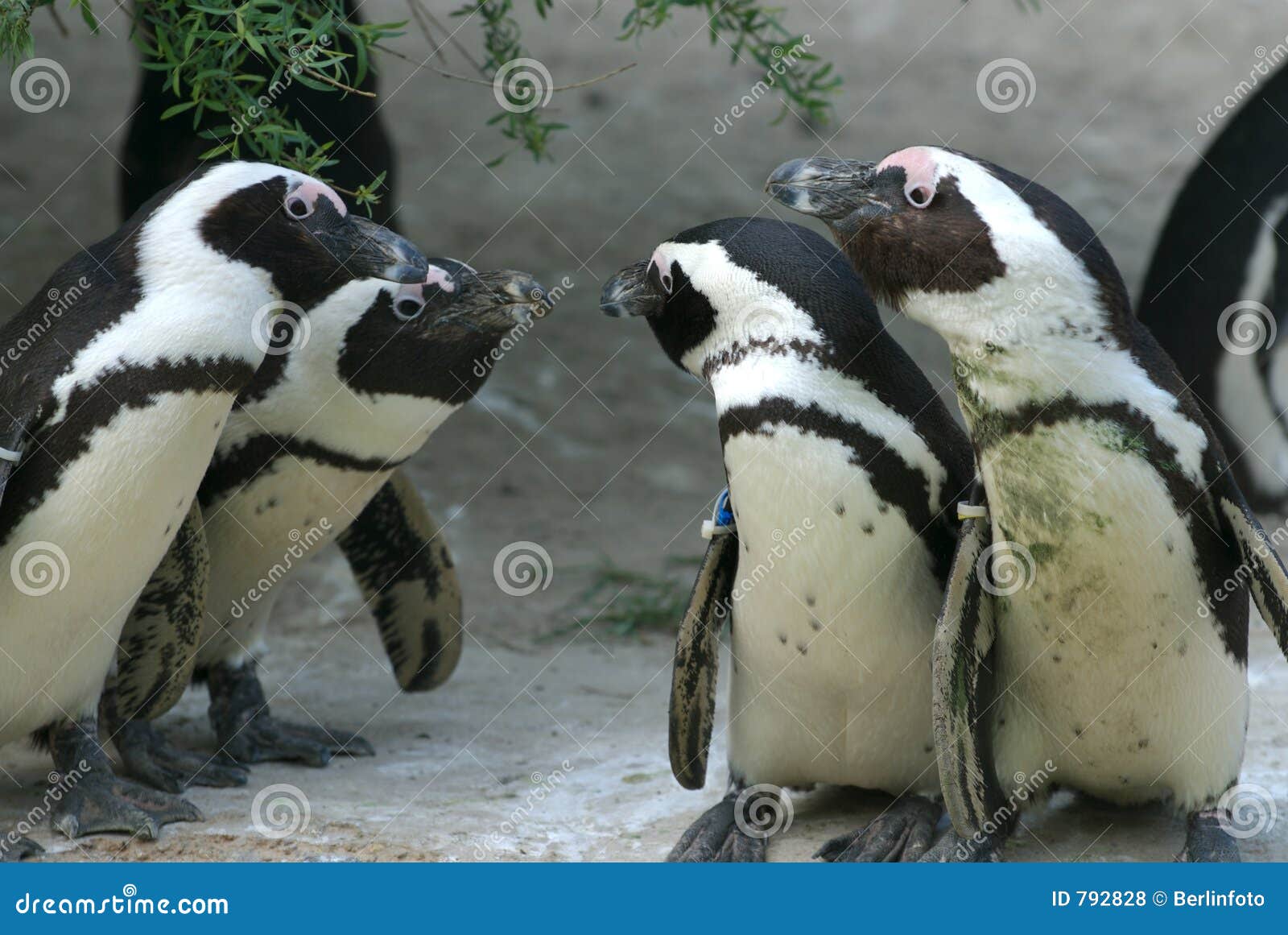 Penguin talk stock photo. Image of portrait, berlin, zoology - 792828