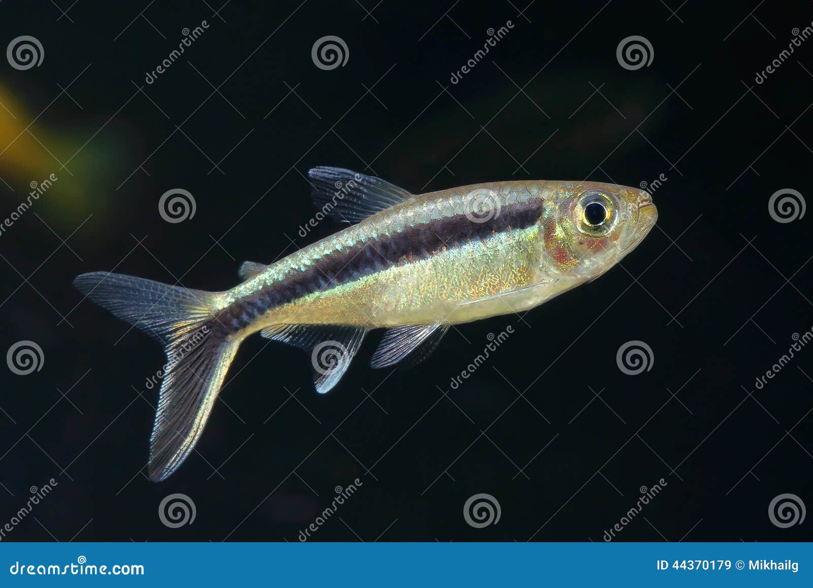 Penguin Tetra Swarm Thayeria Boehlkei Blackline Penguinfish Aquarium ...