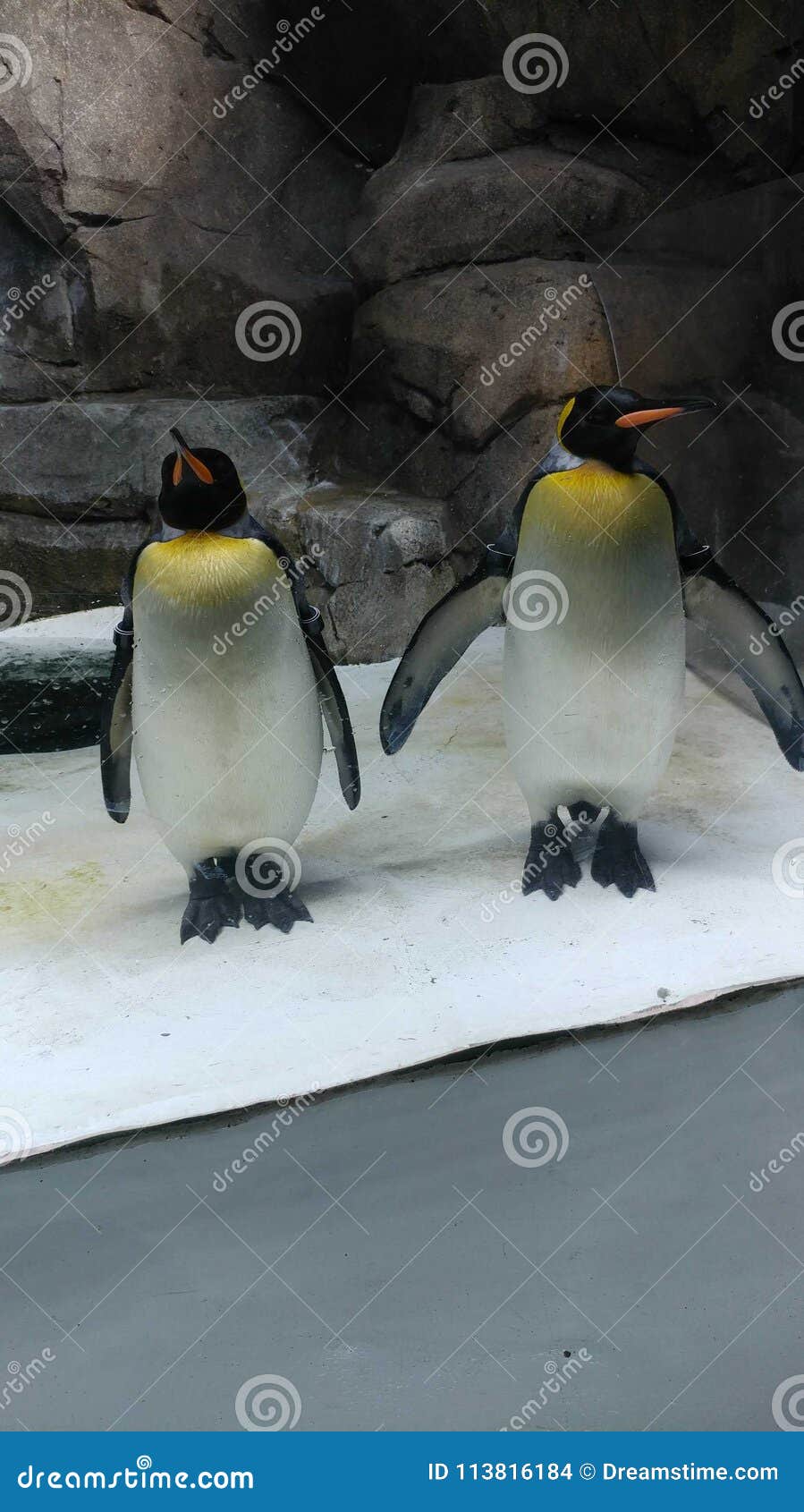 Penguin time editorial stock image. Image of penguin - 113816184