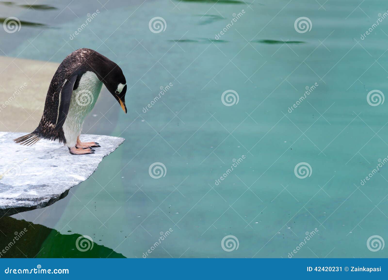 A Penguin About To Take A Dive Into The Water Royalty-Free Stock Photo ...
