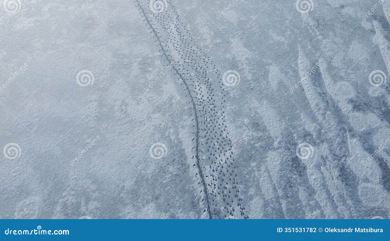 Penguin Tracks in the Snow. Drone View Stock Photo - Image of army ...
