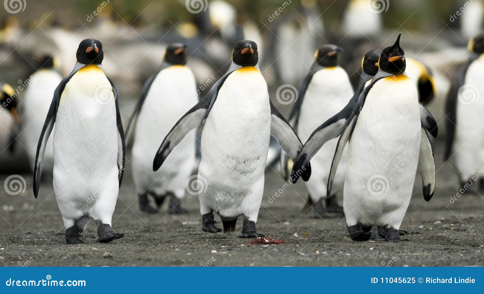 Penguin Trio Walking Together Stock Image - Image of penguins, together ...