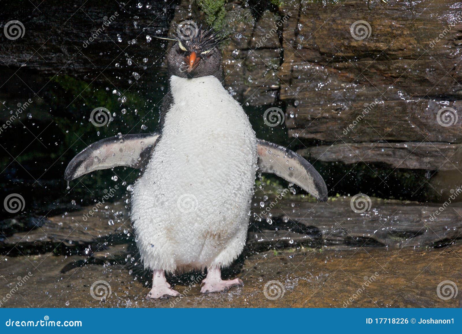 Penguin Under a Stream of Water Stock Photo - Image of outside ...