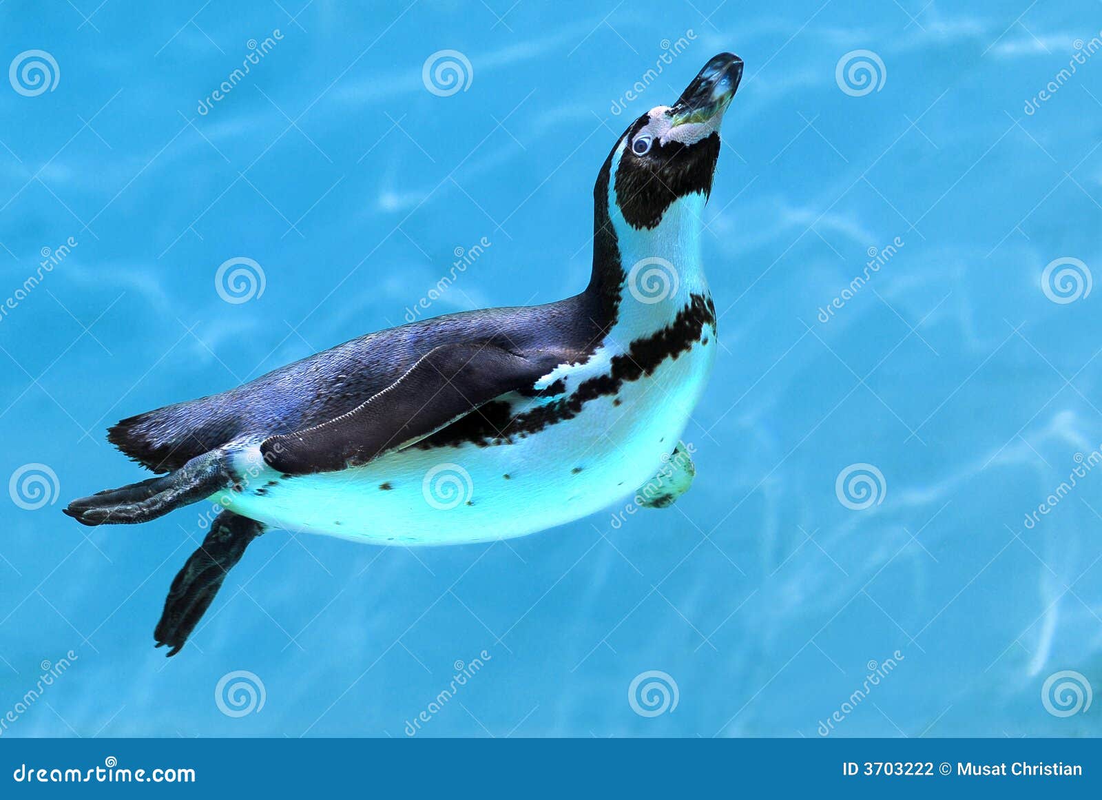 Penguin under water stock photo. Image of head, underwater - 3703222