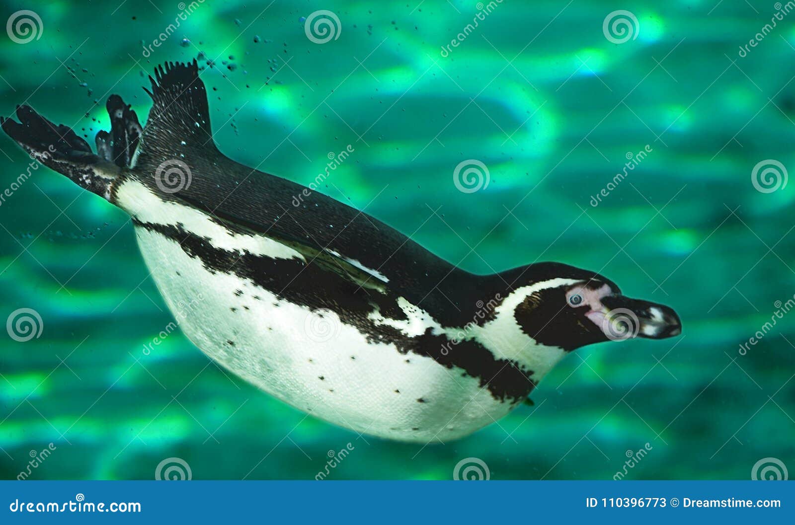 Penguin Under Water Diving Smoothly Stock Image - Image of penguin ...