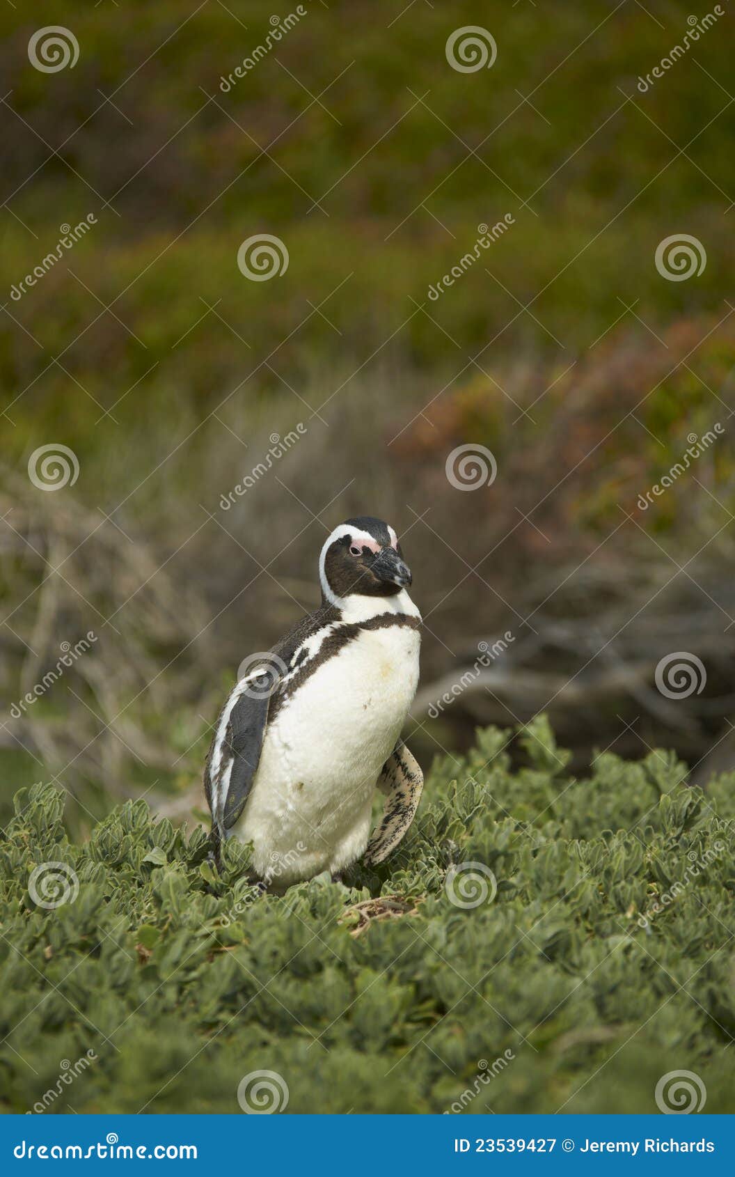 Penguin in Vegetation stock image. Image of pair, plant - 23539427
