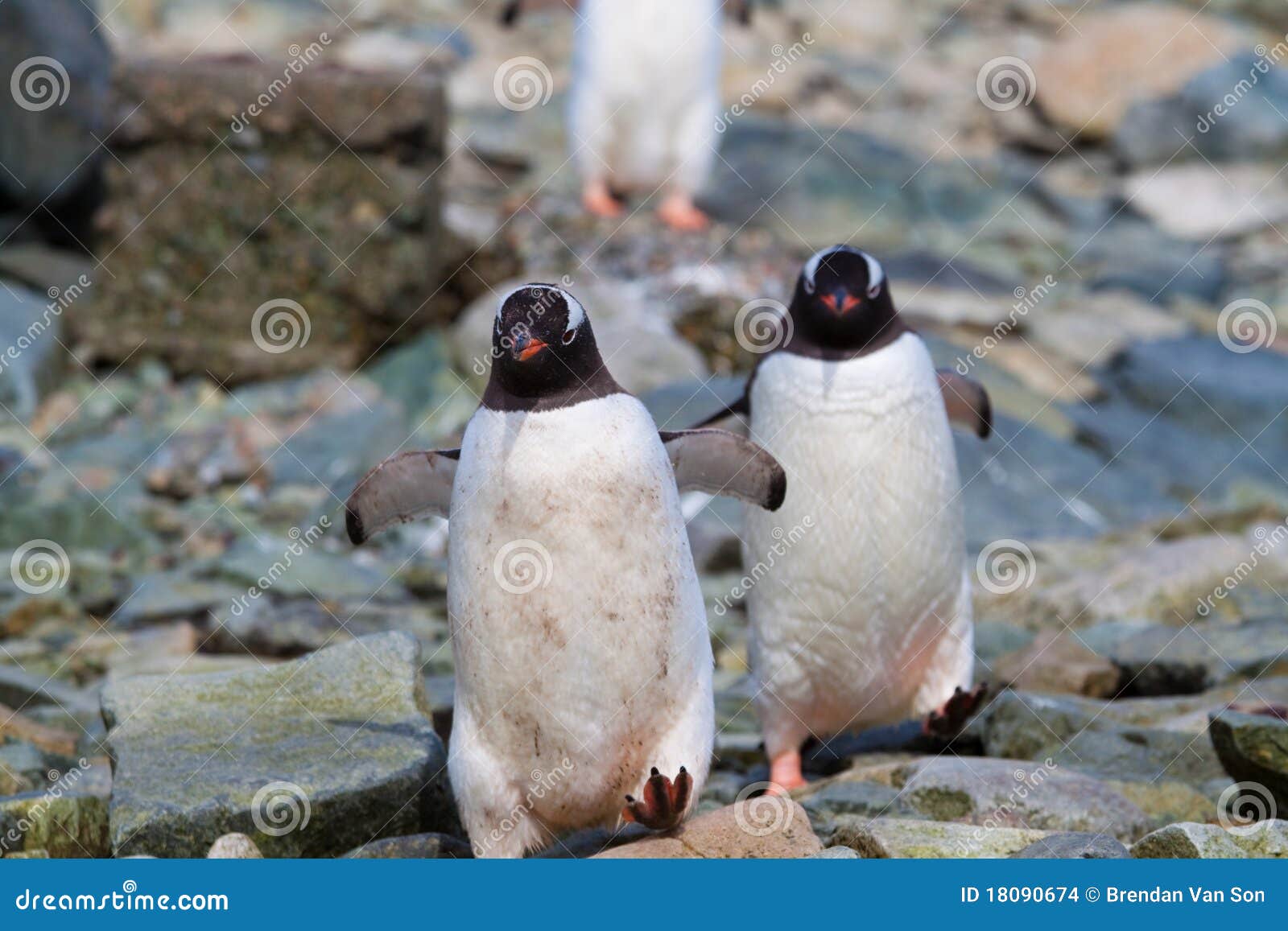 Penguin walk stock photo. Image of wildlife, running - 18090674